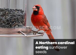 What Do Cardinals Eat? 10 Favorite Foods | Birds Advice