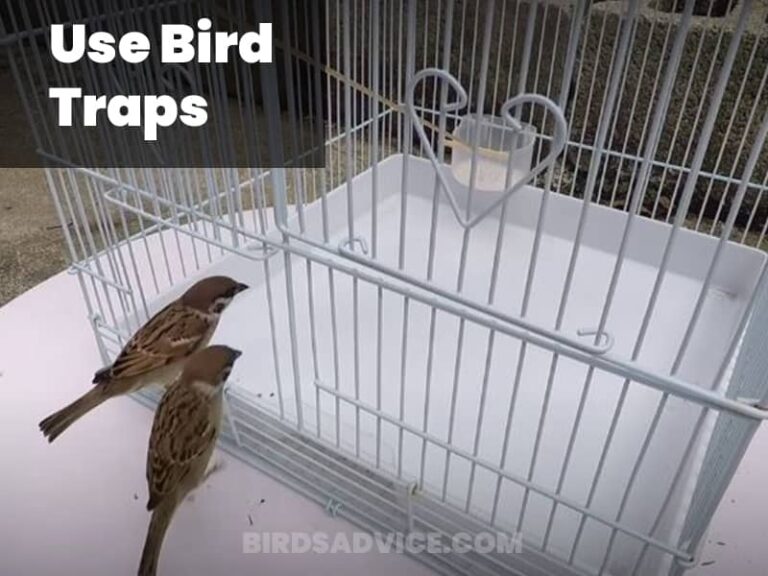 How To Get Rid Of Sparrows | 4 Useful Methods | Birds Advice