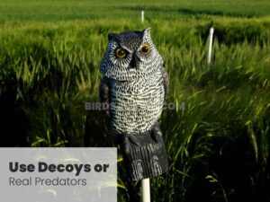 How To Get Rid Of Crows? 12 Easy Methods (With Pictures)