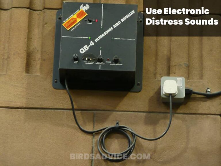 How To Get Rid Of Sparrows | 4 Useful Methods | Birds Advice