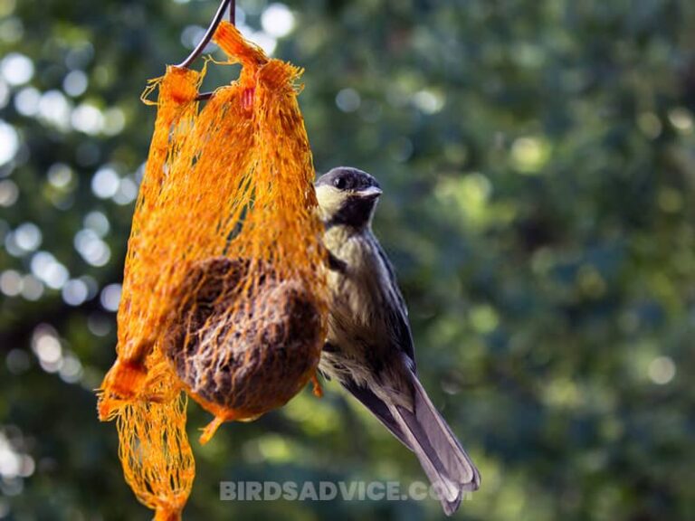 How To Get Rid Of Sparrows | 4 Useful Methods | Birds Advice