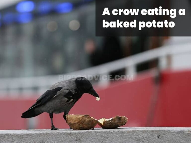 What Do Crows Eat? List Of Crow Diets (With Pictures)