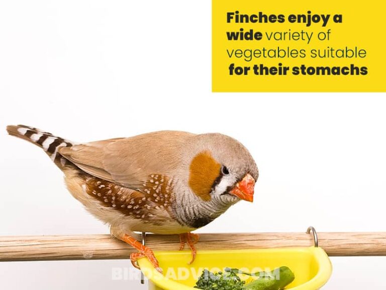What Do Finches Eat? A Complete Guide Of Feeding Finches