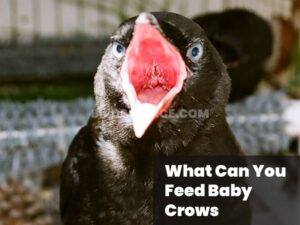 What Do Crows Eat? List Of Crow Diets (With Pictures)