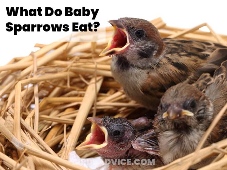 What Do Sparrows Eat? A Complete Guide of Feeding Sparrows