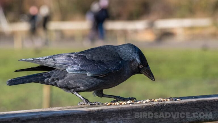 What Do Crows Eat? List Of Crow Diets (With Pictures)