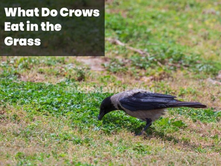 What Do Crows Eat? List Of Crow Diets (With Pictures)