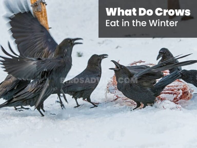 What Do Crows Eat? List Of Crow Diets (With Pictures)