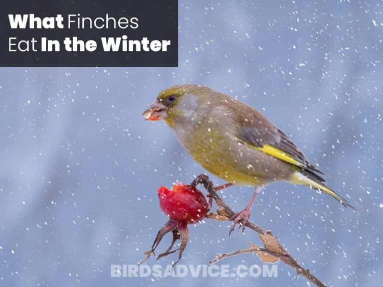 What Do Finches Eat? A Complete Guide Of Feeding Finches