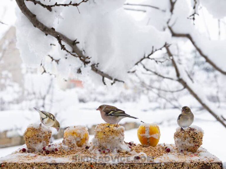 What Do Sparrows Eat? A Complete Guide of Feeding Sparrows