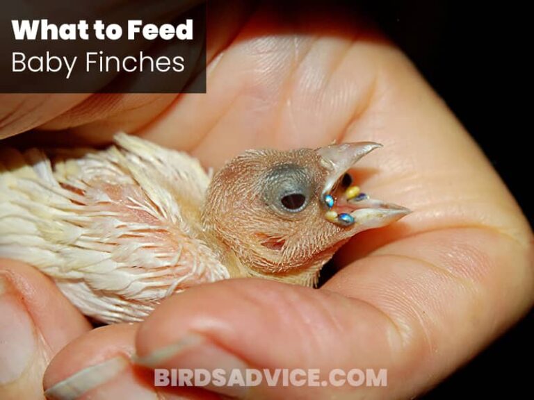 What Do Finches Eat? A Complete Guide Of Feeding Finches