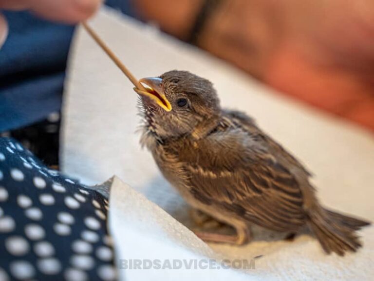 What Do Sparrows Eat? A Complete Guide of Feeding Sparrows