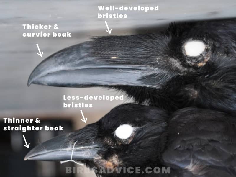 Raven Vs Crow Beak