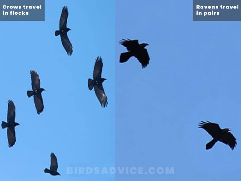 Crows Vs Ravens | They Are Not The Same | Birds Advice