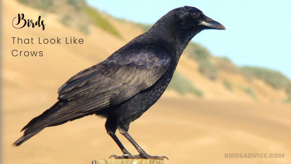 10 Birds That Look Like Crows But Aren’t | Birds Advice