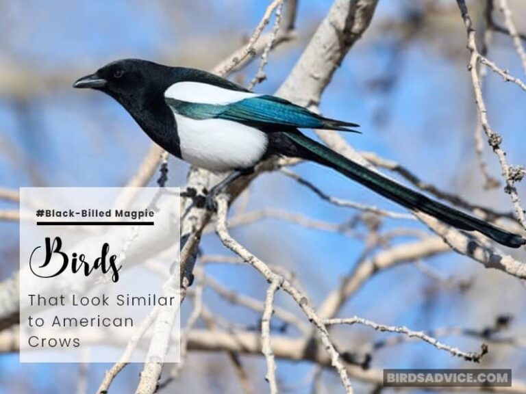 10 Birds That Look Like Crows But Aren’t | Birds Advice
