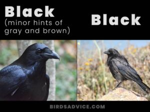 Crows Vs Ravens | They Are Not The Same | Birds Advice