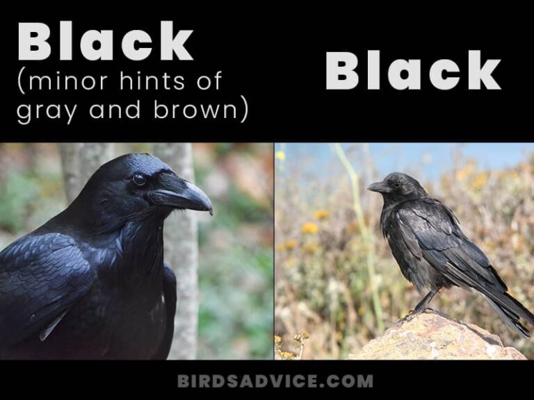 Crows Vs Ravens | They Are Not The Same | Birds Advice