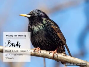 10 Birds That Look Like Crows But Aren’t | Birds Advice