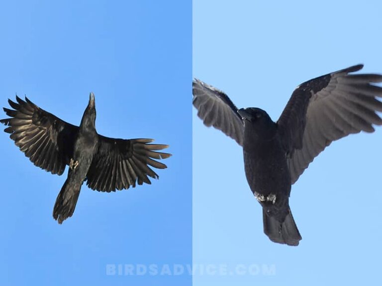 Crows Vs Ravens | They Are Not The Same | Birds Advice