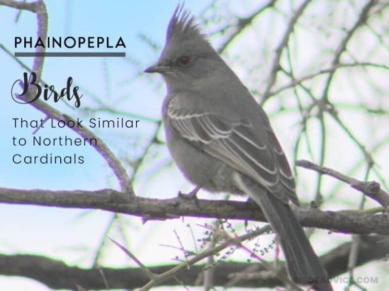 5 Birds That Look Like Cardinals | Northern Cardinal