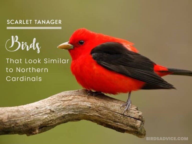 5 Birds That Look Like Cardinals | Northern Cardinal