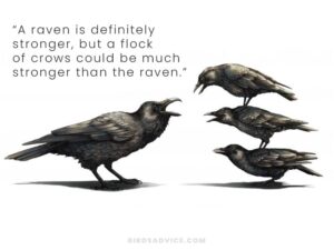 Crows Vs Ravens | They Are Not The Same | Birds Advice