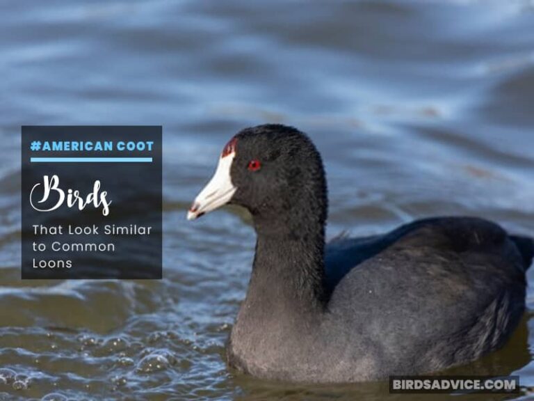 10 Birds That Look Like Loons | Common Loon | Birds Advice