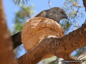 10 Birds That Make Mud Nests | With Pictures | Birds Advice