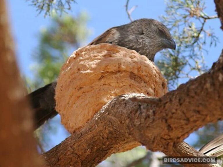 10 Birds That Make Mud Nests | With Pictures | Birds Advice