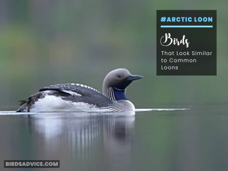 10 Birds That Look Like Loons | Common Loon | Birds Advice