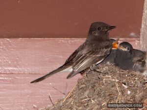 10 Birds That Make Mud Nests | With Pictures | Birds Advice