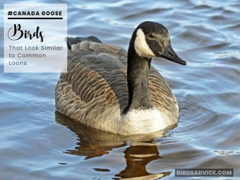 10 Birds That Look Like Loons | Common Loon | Birds Advice
