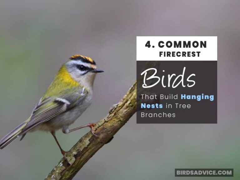 10 Birds That Make Hanging Nests | Pendulous Nest Birds
