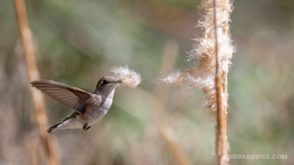 Do Hummingbirds Eat Seeds? A Helpful BirdsAdvice Guide