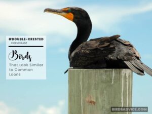 10 Birds That Look Like Loons | Common Loon | Birds Advice
