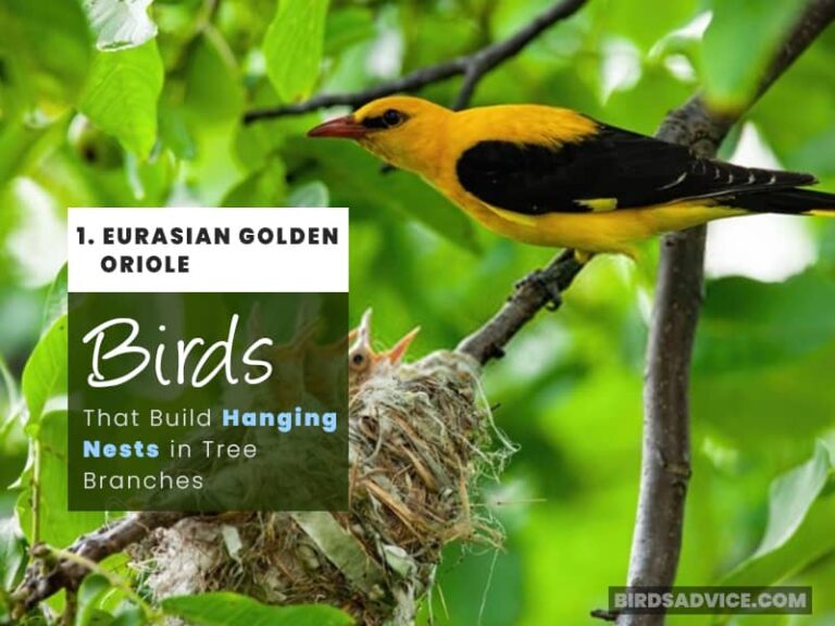 10 Birds That Make Hanging Nests | Pendulous Nest Birds