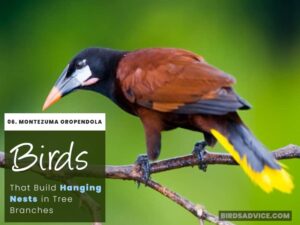 10 Birds That Make Hanging Nests | Pendulous Nest Birds