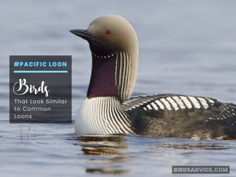 10 Birds That Look Like Loons | Common Loon | Birds Advice