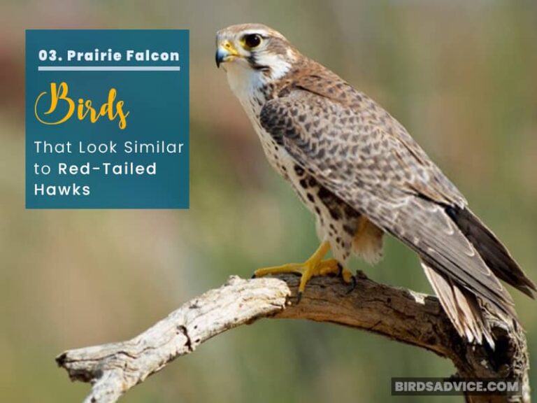 10 Birds That Look Like Hawks | Red-Tailed Hawk: BirdsAdvice