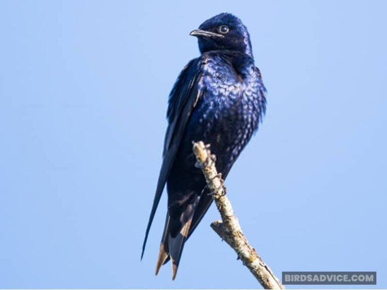 10 Birds That Make Mud Nests | With Pictures | Birds Advice