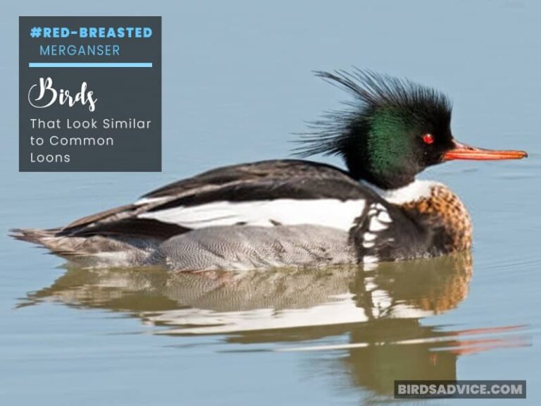 10 Birds That Look Like Loons | Common Loon | Birds Advice