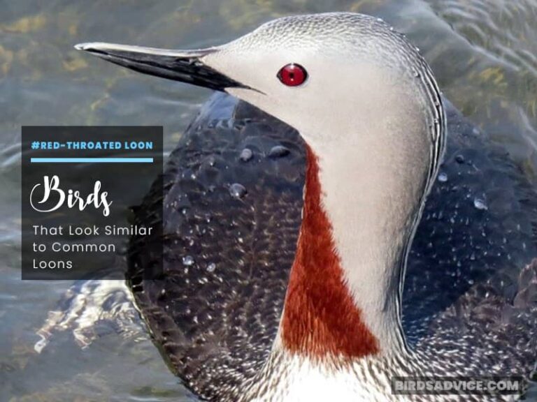 10 Birds That Look Like Loons | Common Loon | Birds Advice