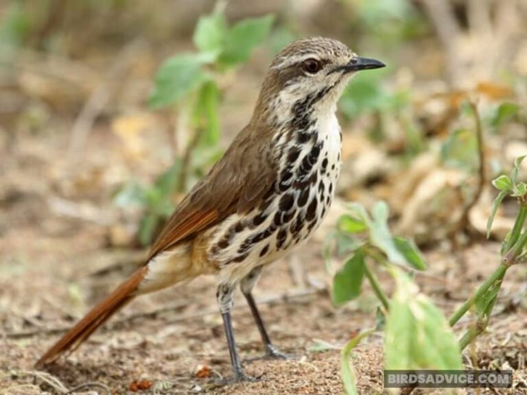 10 Birds That Make Mud Nests | With Pictures | Birds Advice