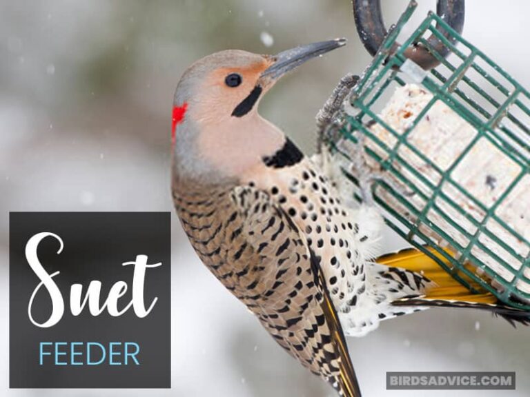 How To Feed Wild Birds? 4 Simple Strategies | Birds Advice