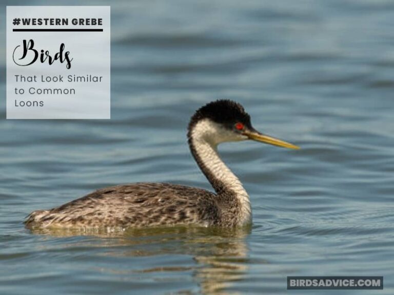 10 Birds That Look Like Loons | Common Loon | Birds Advice