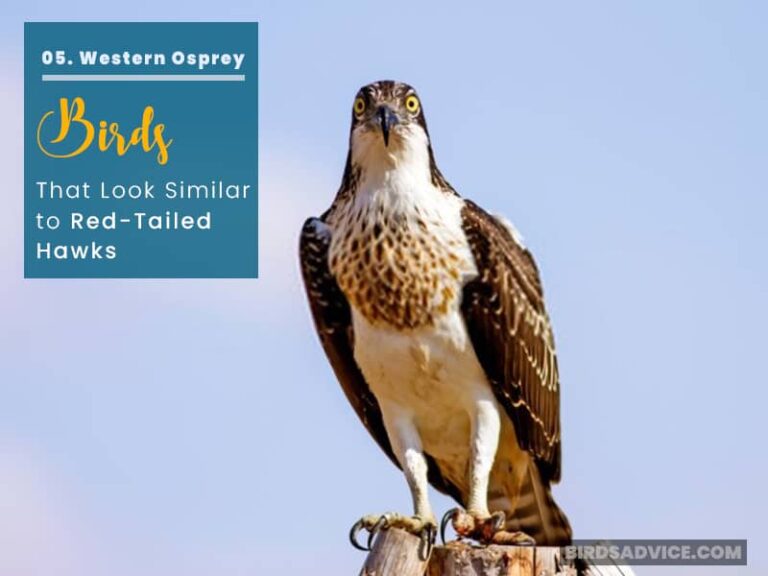 10 Birds That Look Like Hawks | Red-Tailed Hawk: BirdsAdvice