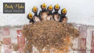 10 Birds That Make Mud Nests | With Pictures | Birds Advice