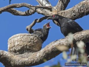 10 Birds That Make Mud Nests | With Pictures | Birds Advice