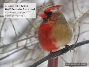 Can A Cardinal Be Half Male Half Female? Birds Advice